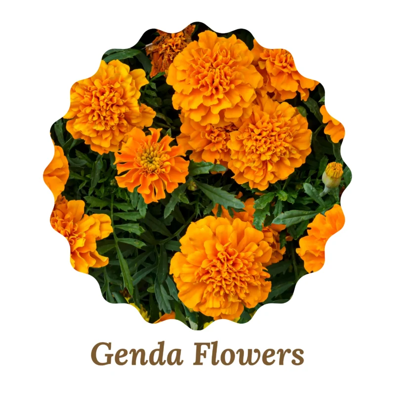 Genda Flower - Floriwish.in